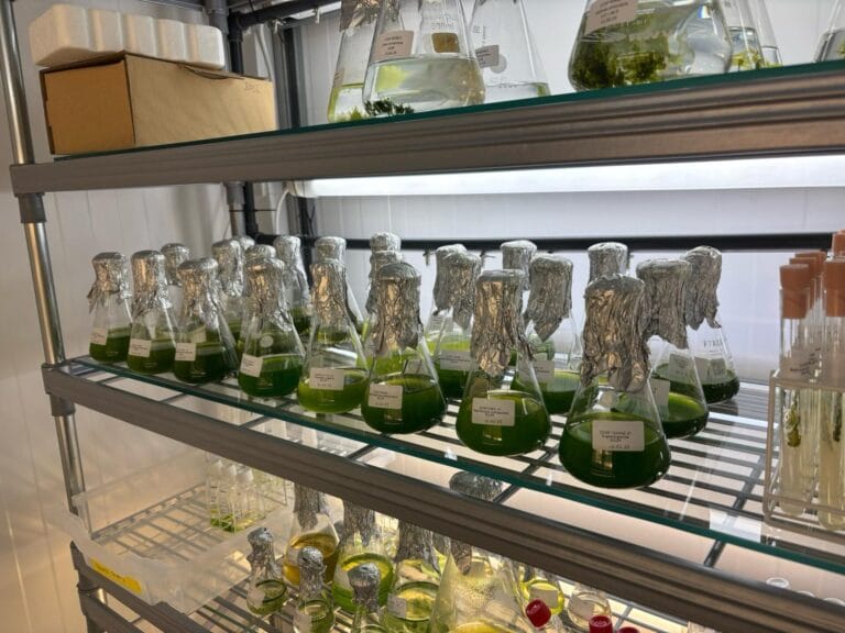International Bioeconomy & Macroalgae Center (IBMC) - The Energy ...